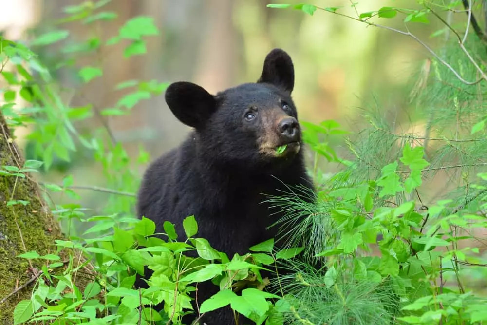 3 Popular Animals Who Call the Great Smoky Mountains Home
