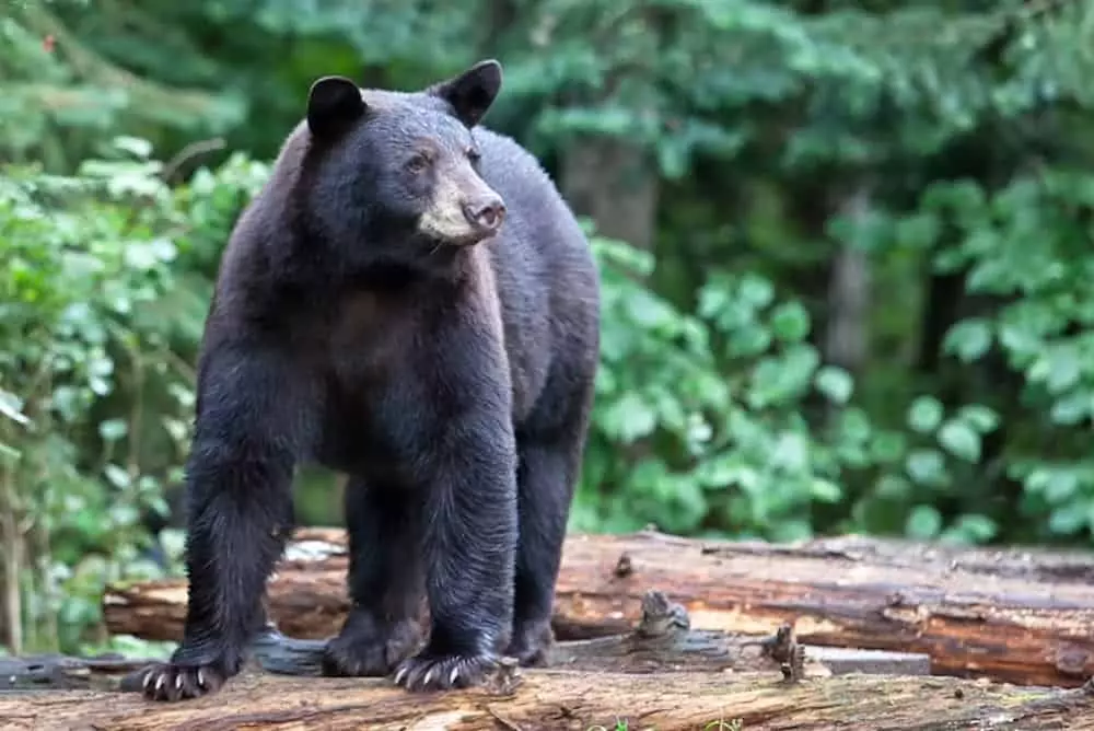 Top 3 Places to Visit to See Bears in the Smoky Mountains